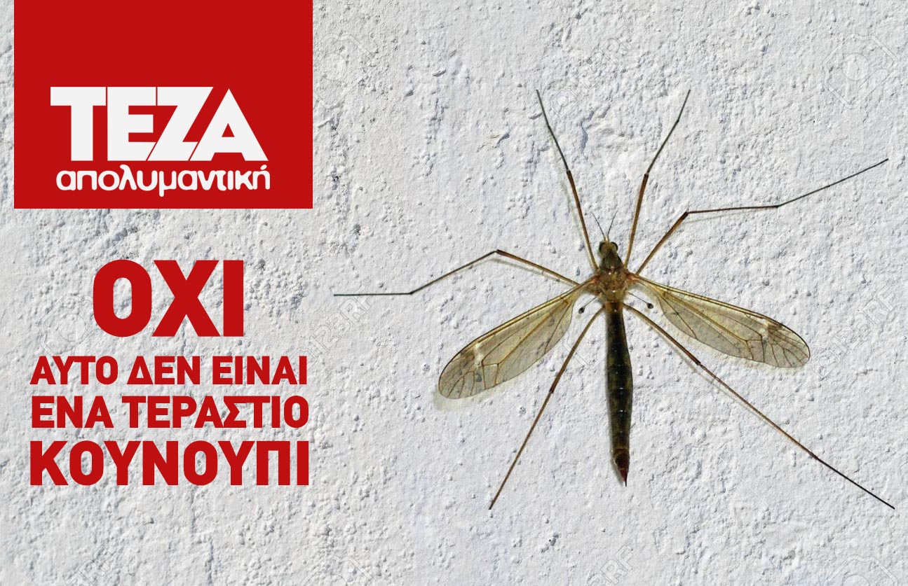 Αυτο είναι ενα τεράστιο Κουνούπι; ΟΧΙ ειναι μιά ακίνδυνη Τιπουλίδα ...