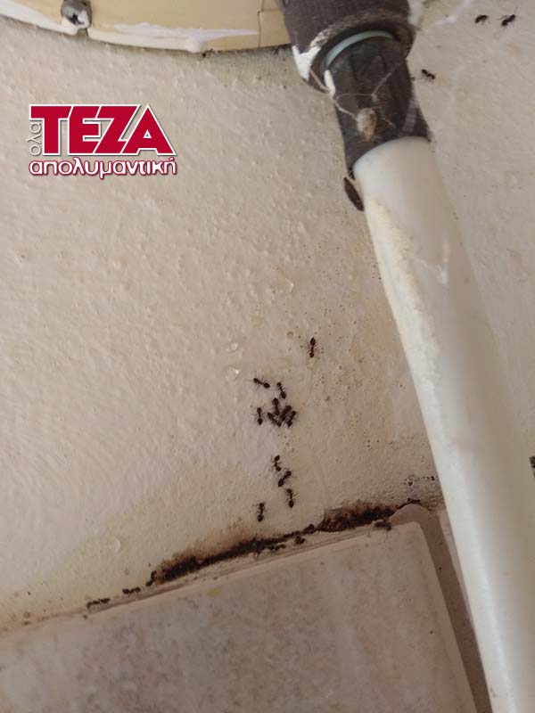 Ξυλοφάγα μυρμήγκια; Και όμως υπάρχουν - Απολυμάνσεις - Απεντομώσεις ...