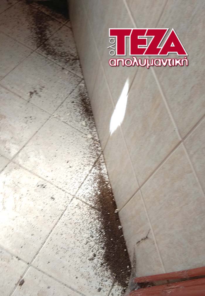 Ξυλοφάγα μυρμήγκια; Και όμως υπάρχουν - Απολυμάνσεις - Απεντομώσεις ...